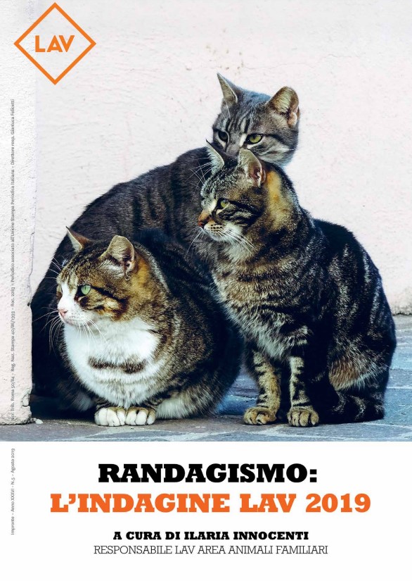 Cani e gatti randagi: i numeri dell’amore tradito - Earth Day